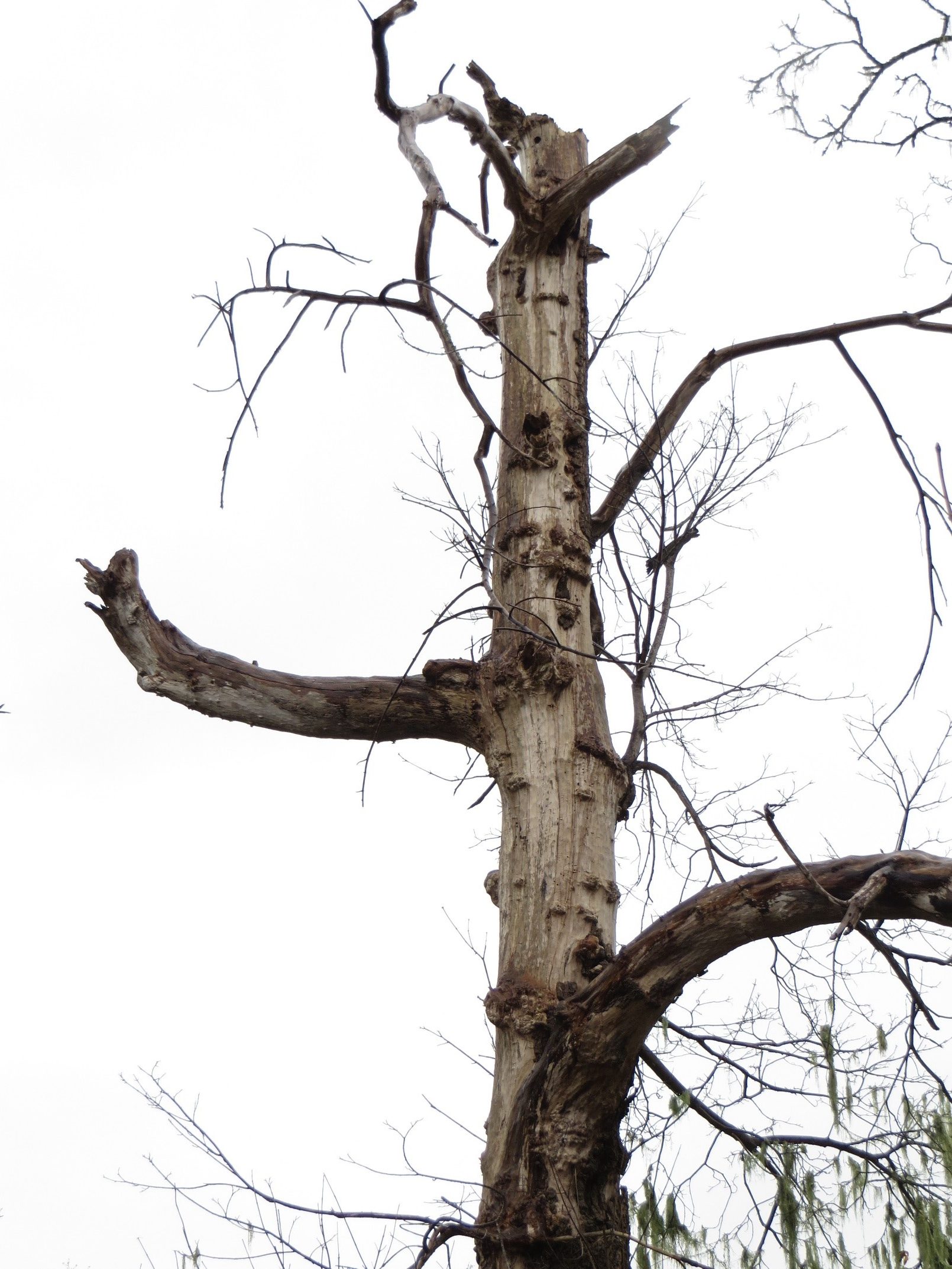 Benefits of Wildlife Trees – Beechwood Consultancy